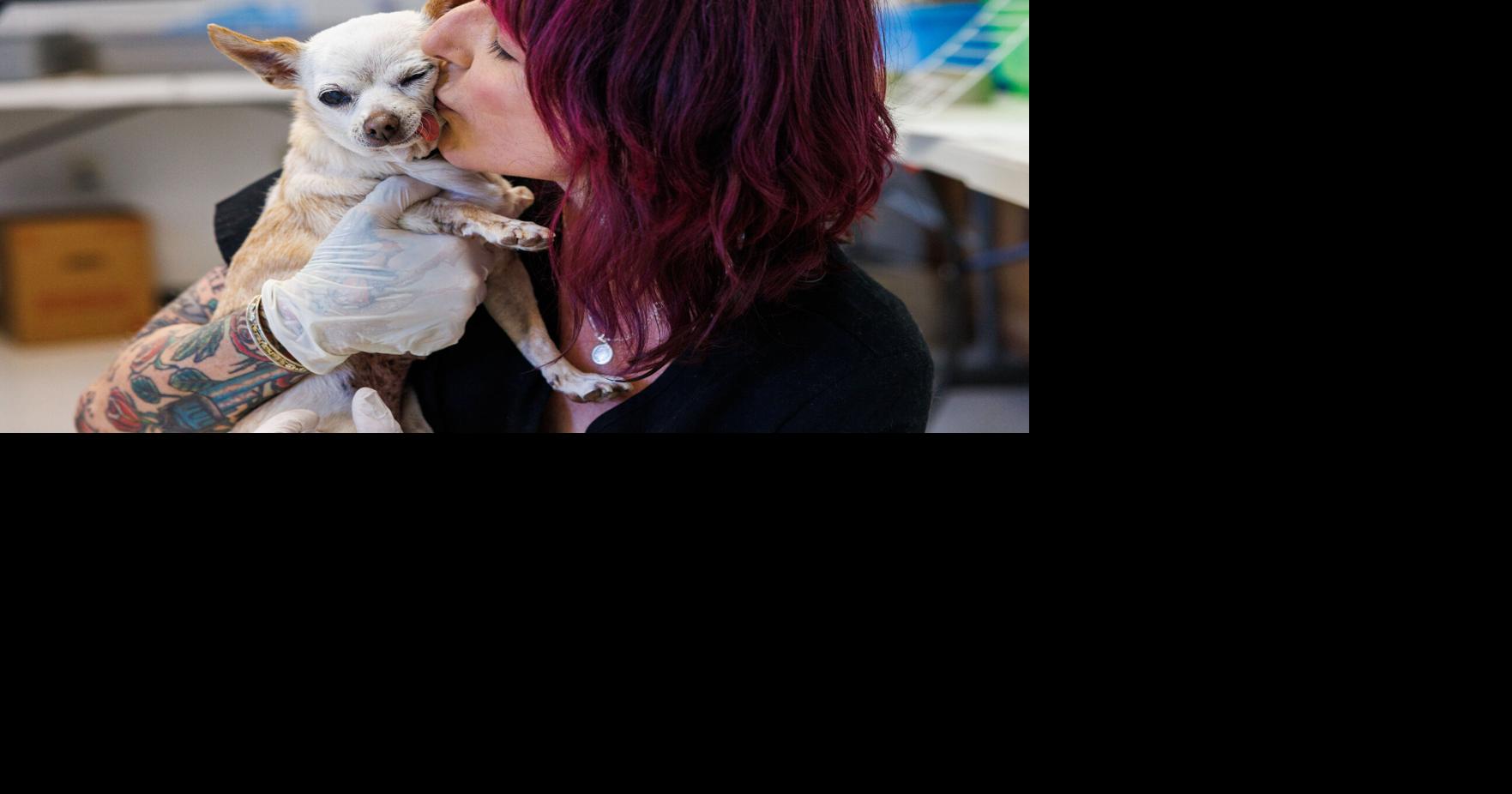 Napa County Animal Shelter waiving fees for dogs through Saturday ...