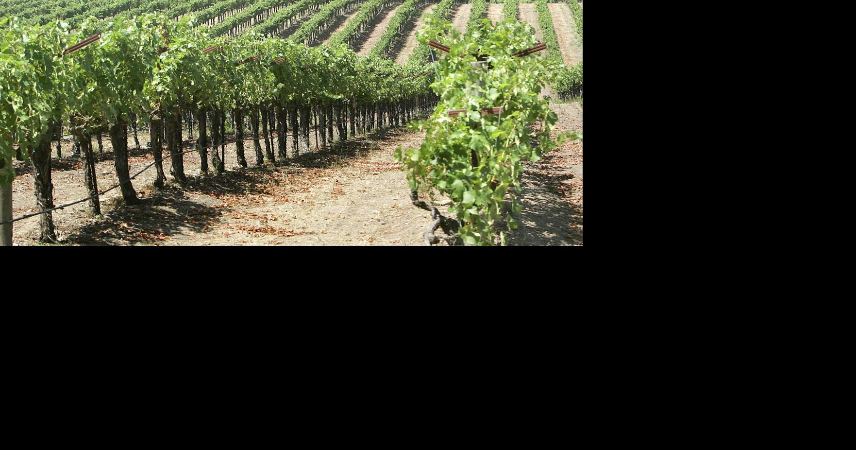 Potential long-term drought makes Napa Valley grapegrowers nervous