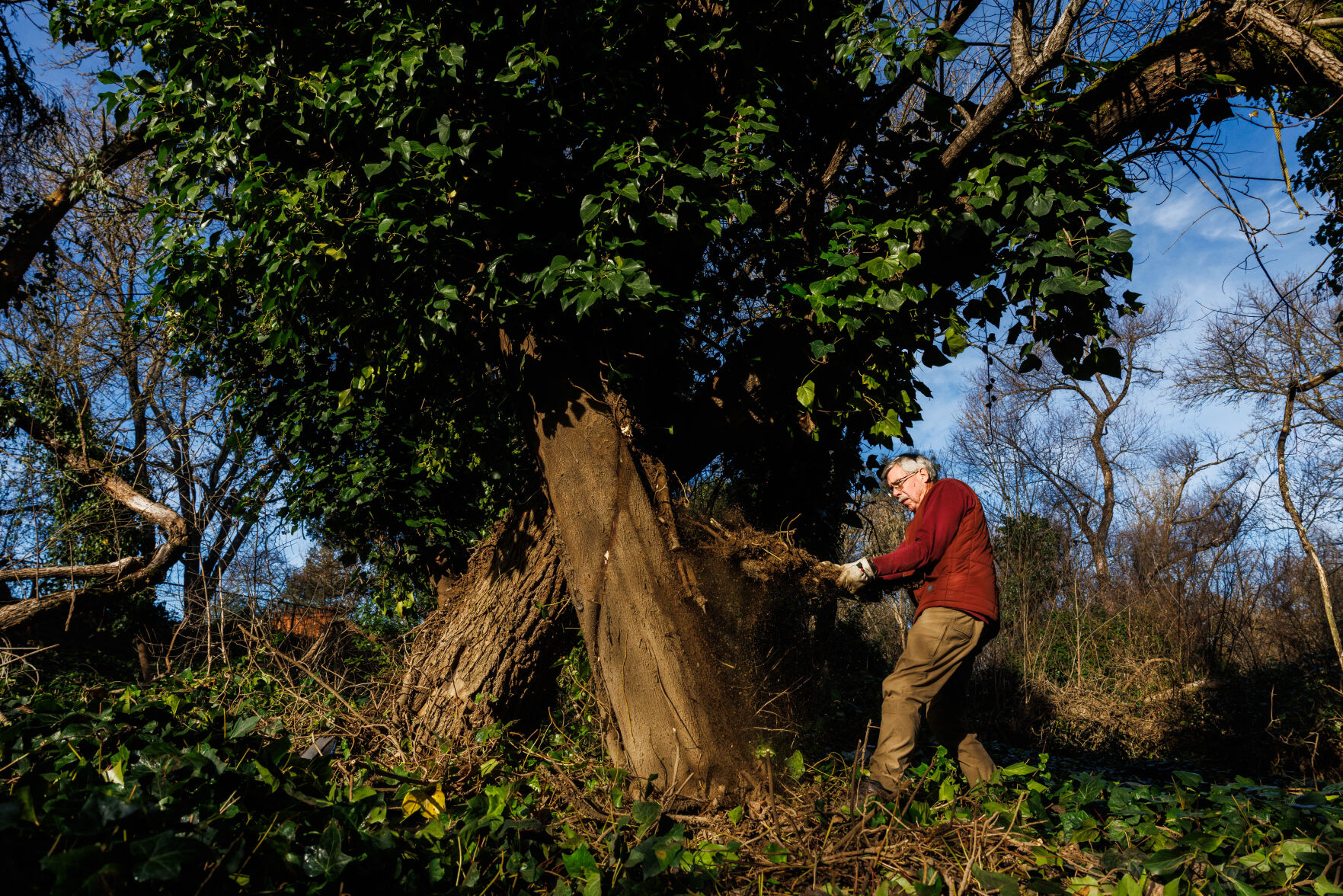 MLK Day Volunteers Clear Ivy Along Napa River | News ...