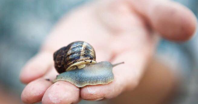 At an American escargot farm, growth proceeds at a snail's pace | Food ...