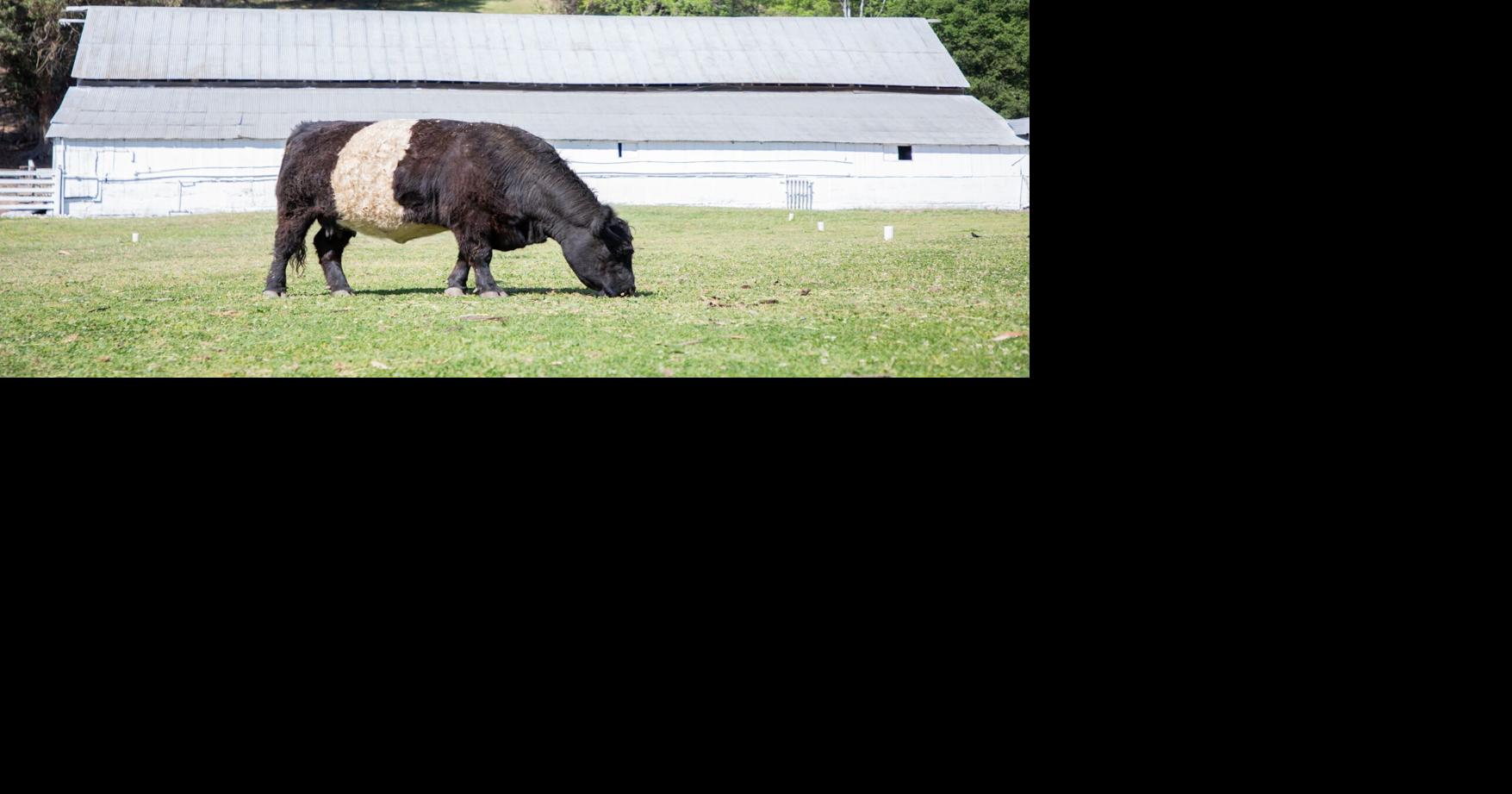 Napa approves microwinery at Stewart 'belted cow' ranch | News ...