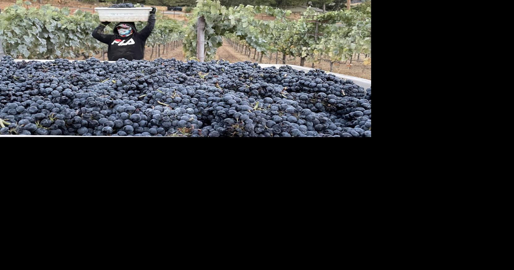 Napa Valley harvest report: A busy week in the vineyards