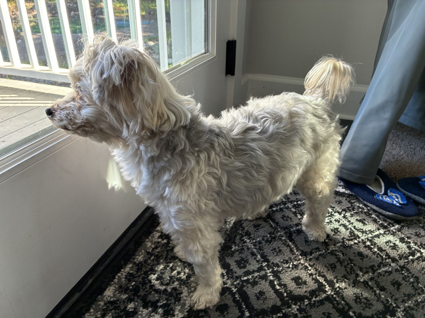 Stressed dog, stressed cat equals stressed household | Columnists ...