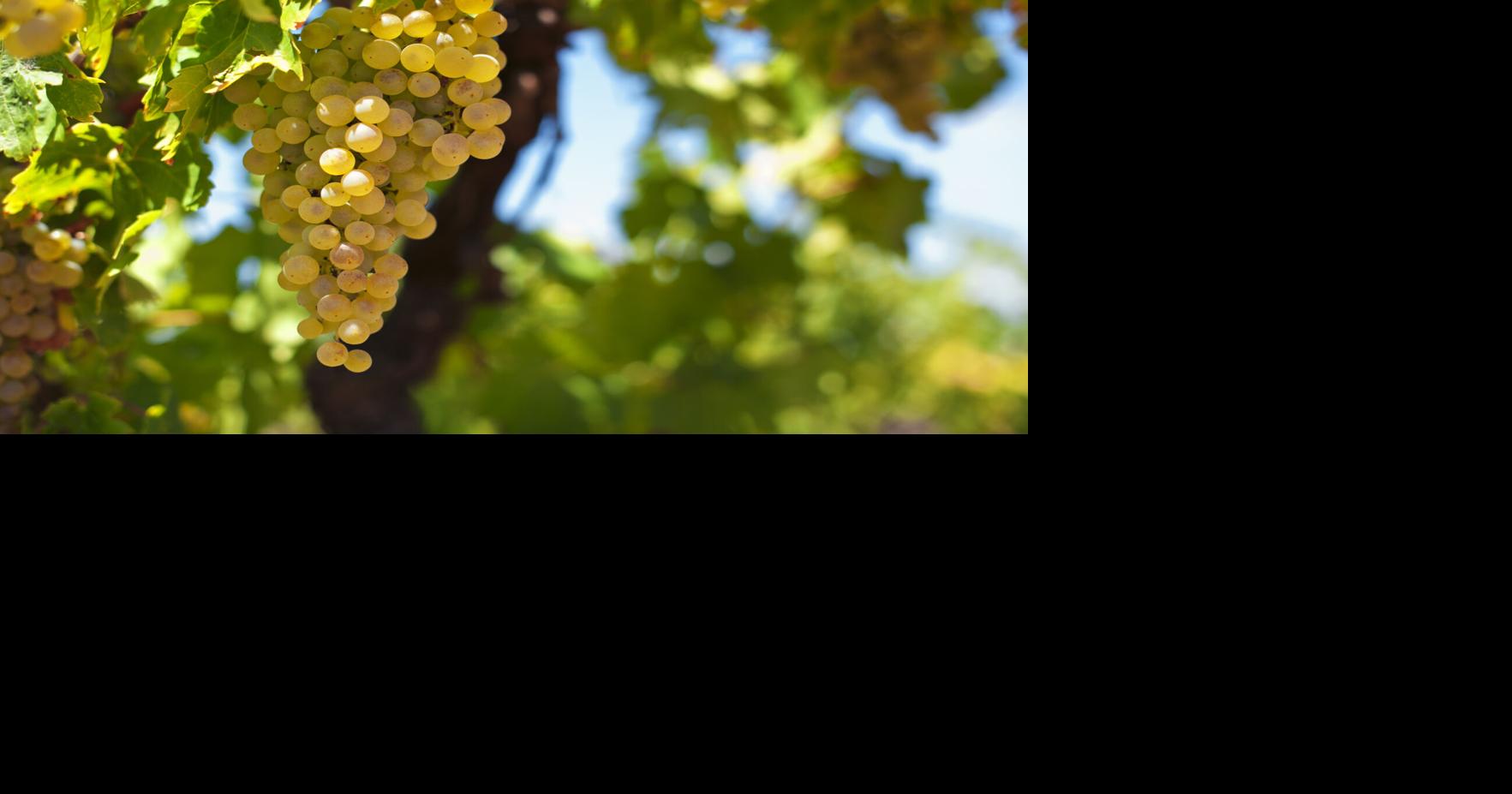 On Wine: Making an argument for Dry Riesling