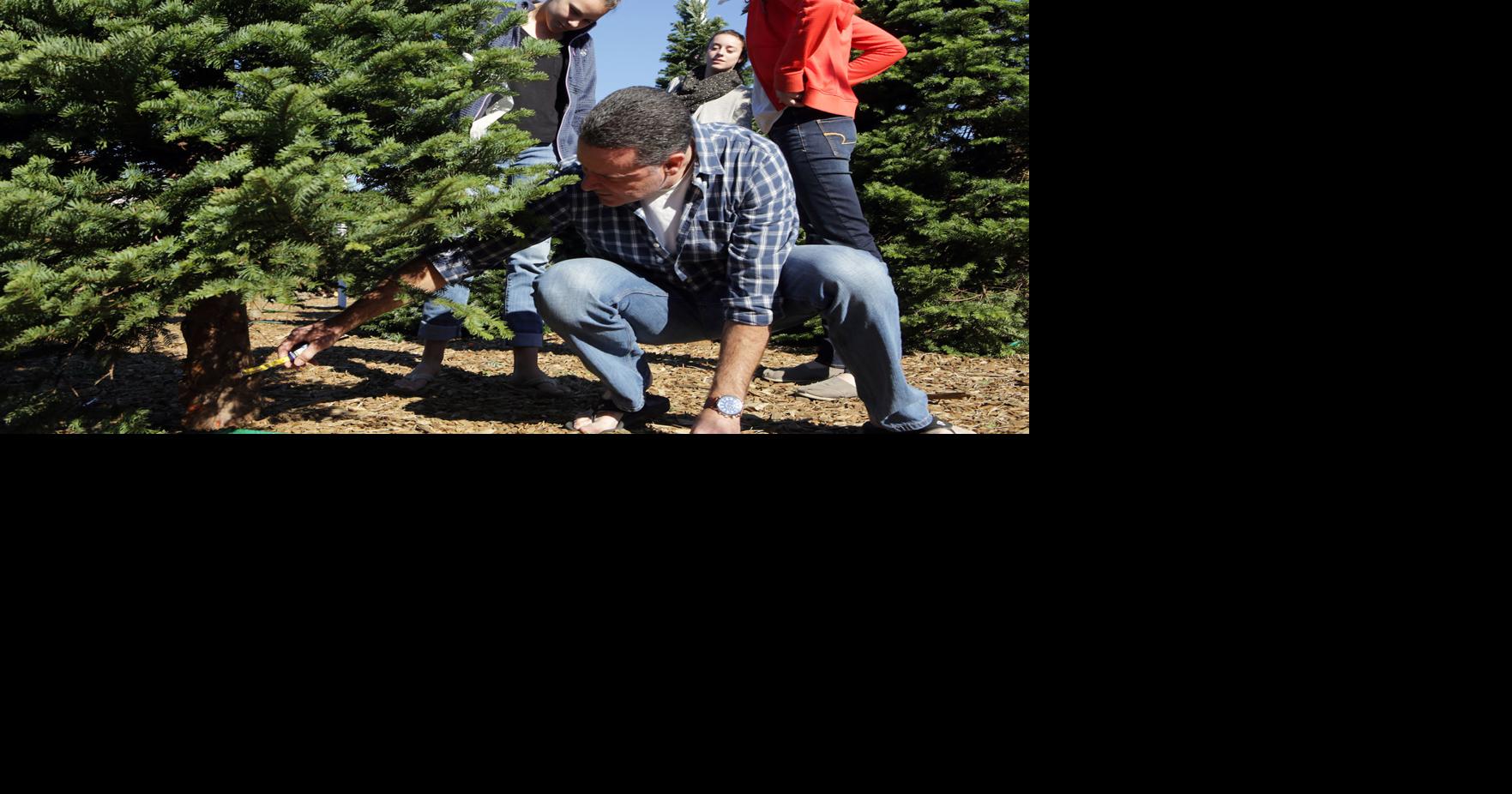 Napa families start decking their halls at Christmas tree lots | News ...