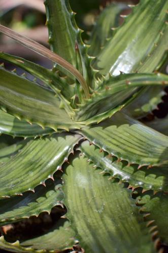 24th Annual Napa-Solano Spring Home & Garden Show