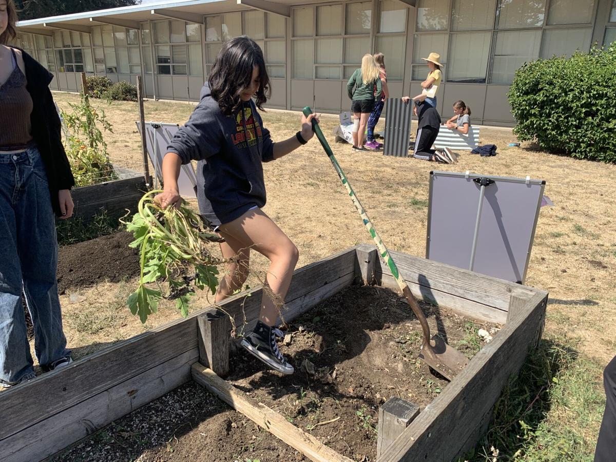 Napa Valley Unified School District sees competitive school board races ...