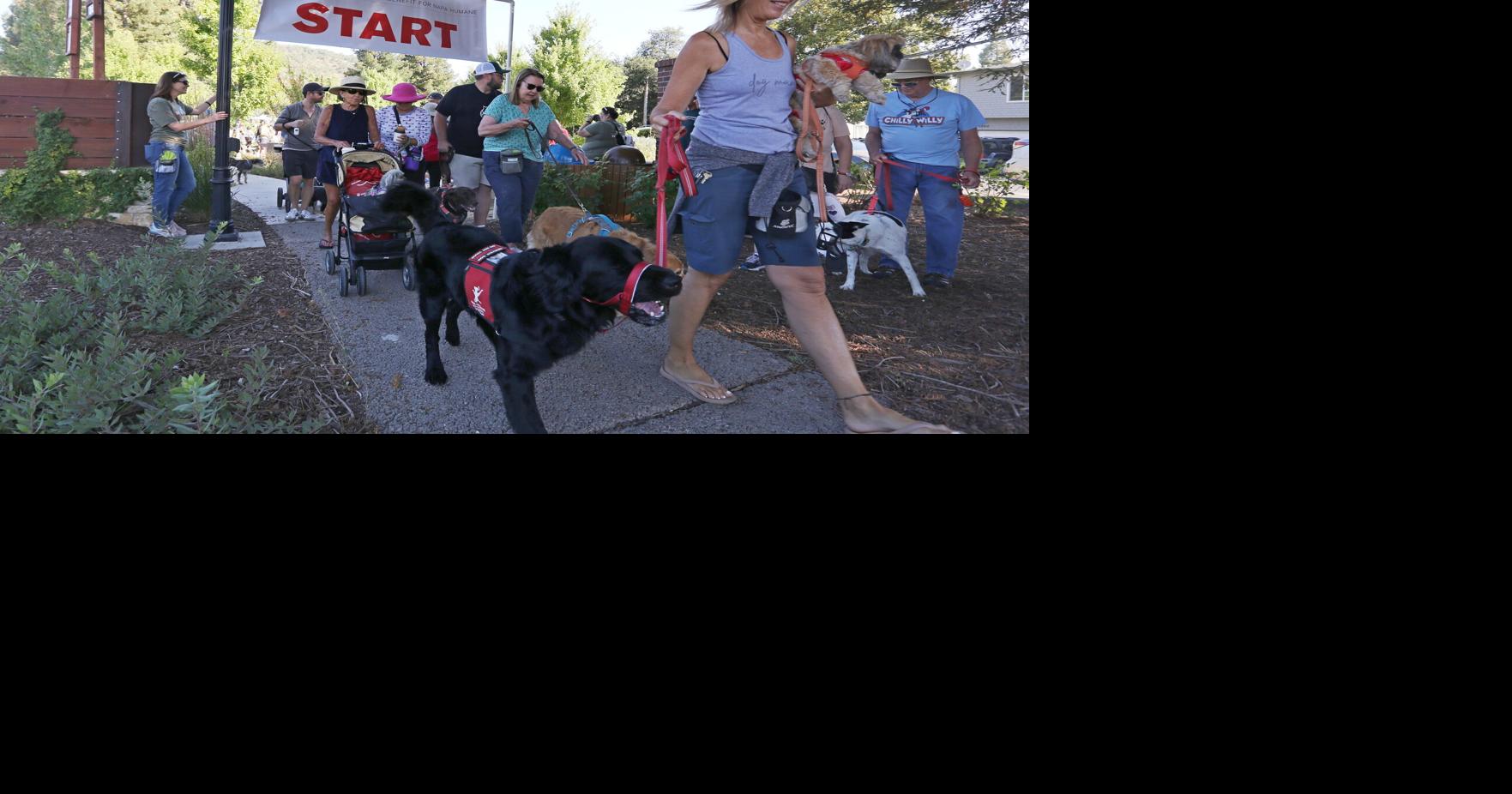 Napa Humane Walk for Animals shows pet bonds in Yountville | News ...
