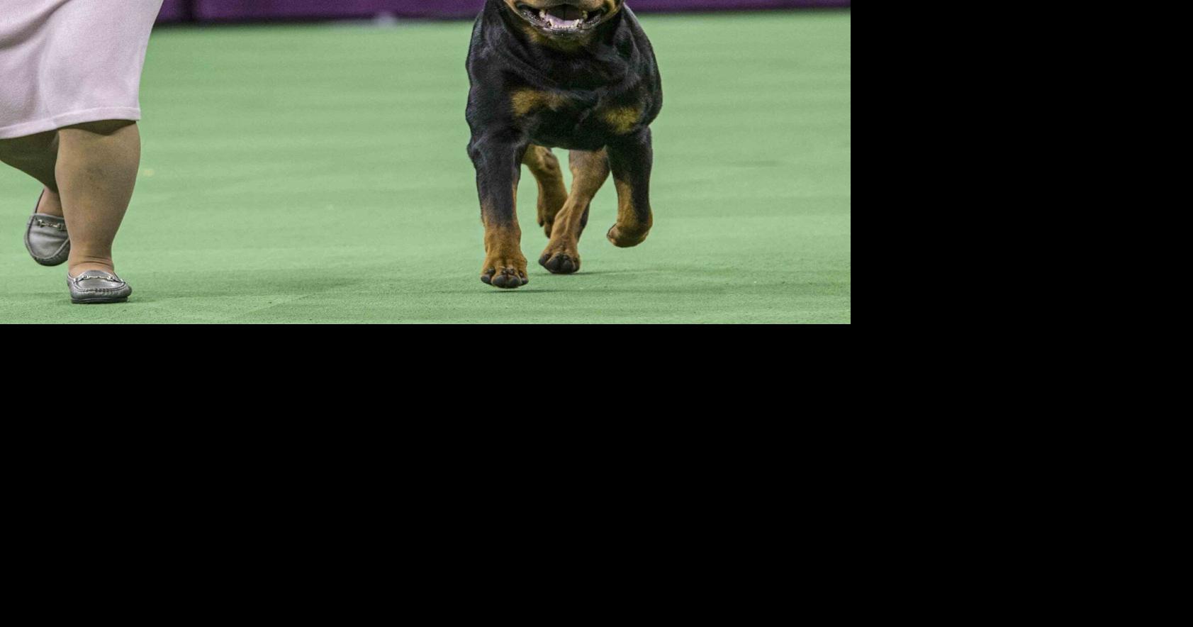 9. Rottweilers