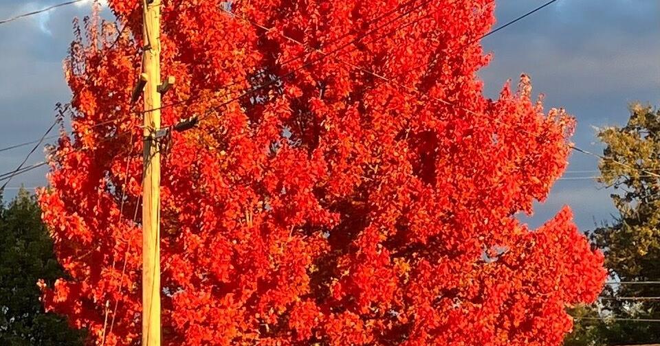 Bill Pramuk, Trees and People: Spectacular fall colors in Napa | Home ...