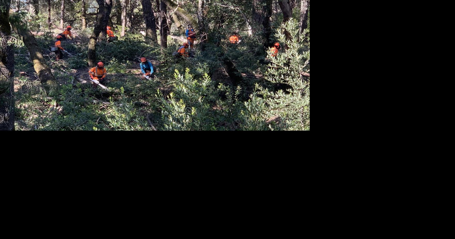 Forest thinning helps Napa County's Linda Falls Preserve | News ...