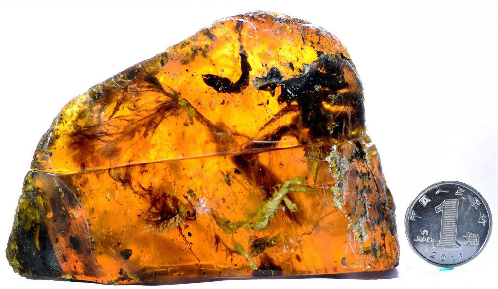 Stunning fossil reveals prehistoric baby bird caught in amber