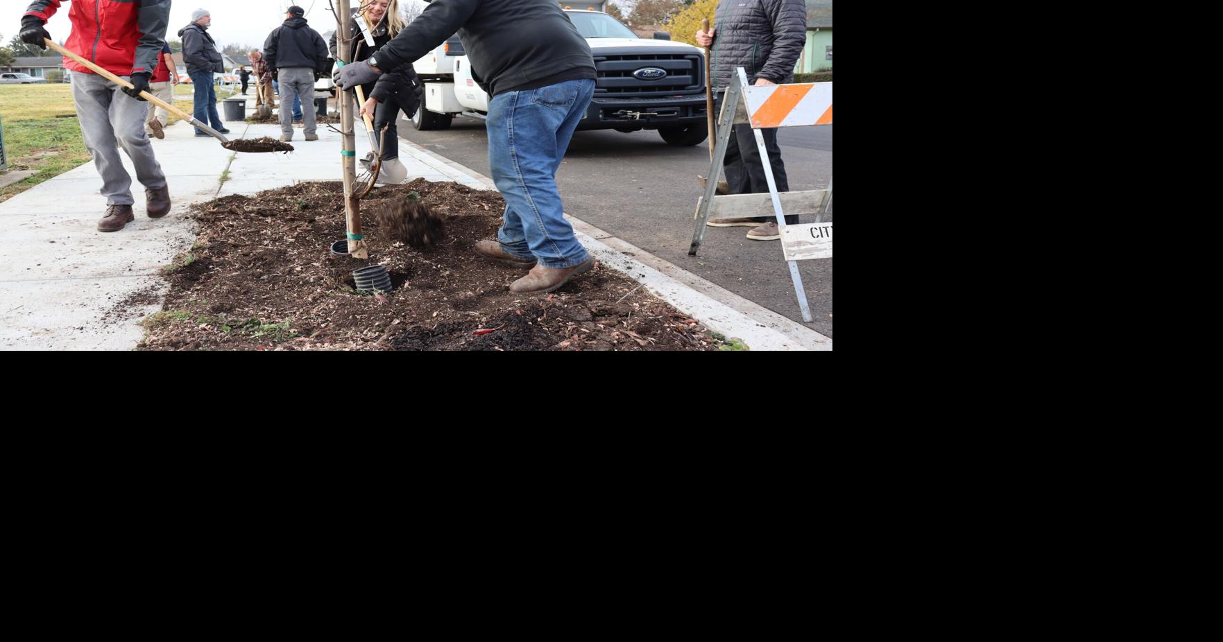 City of Napa plants trees at Las Flores Park in celebration of Arbor ...