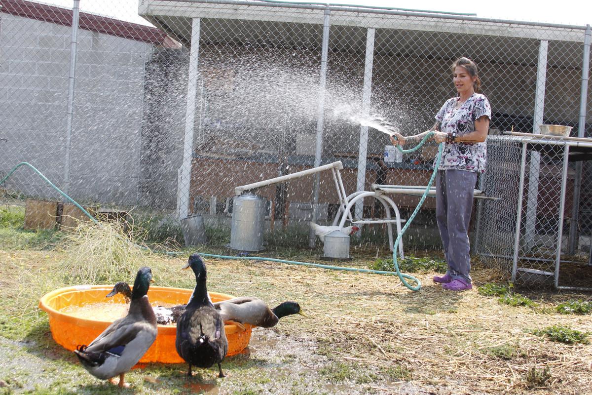 Napa County Animal Shelter employees work to keep critters cool | Local ...