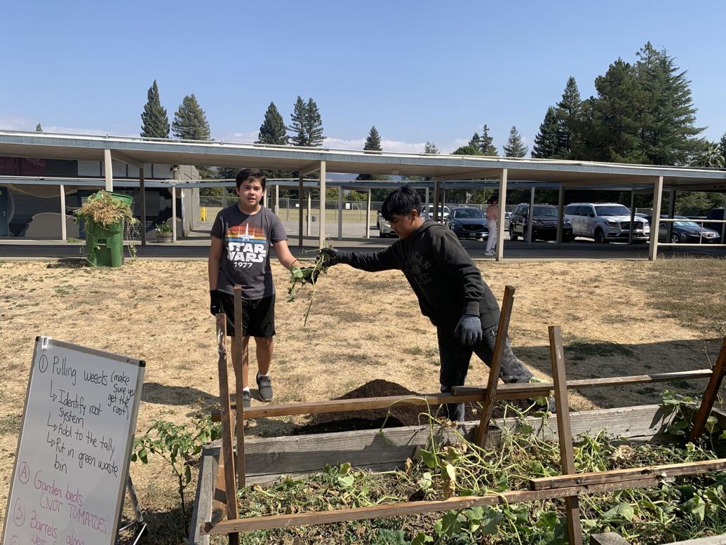 Photos: Napa students dig into the Redwood Middle School garden