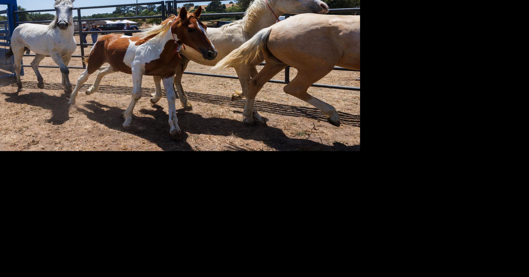 PHOTOS: Wild mustangs, burros arrive for Napa adoption event | News ...