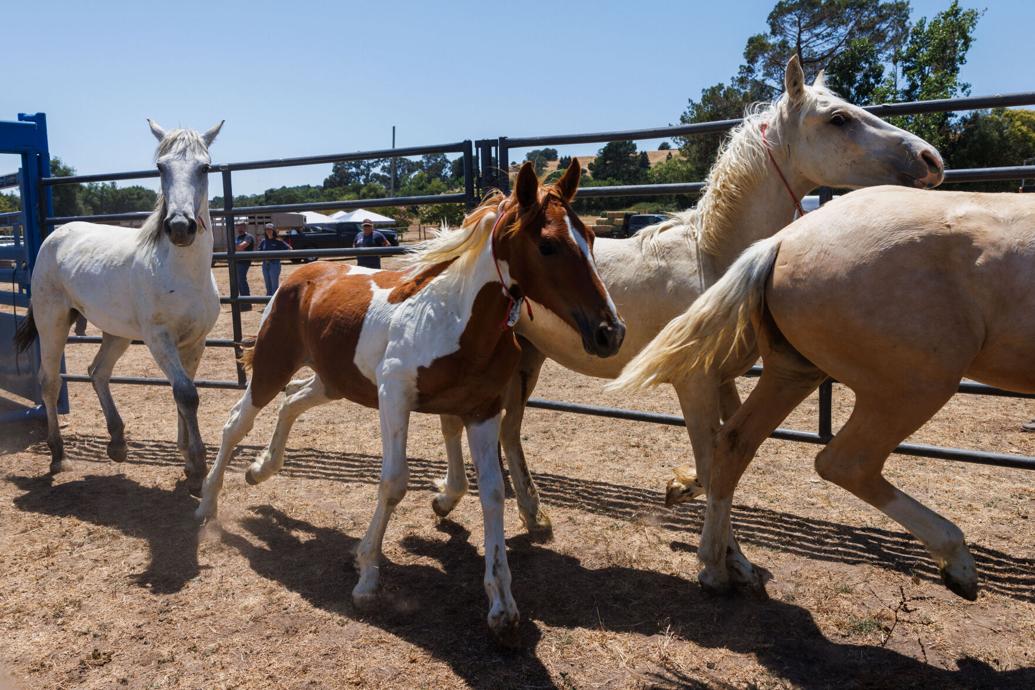 PHOTOS: Wild mustangs, burros arrive for Napa adoption event | News ...