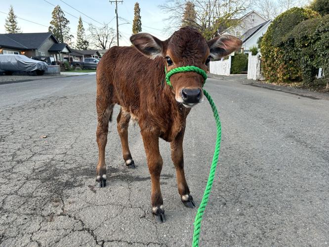 Meet Rowdy, a miniature bull that hangs out in downtown Napa | News ...