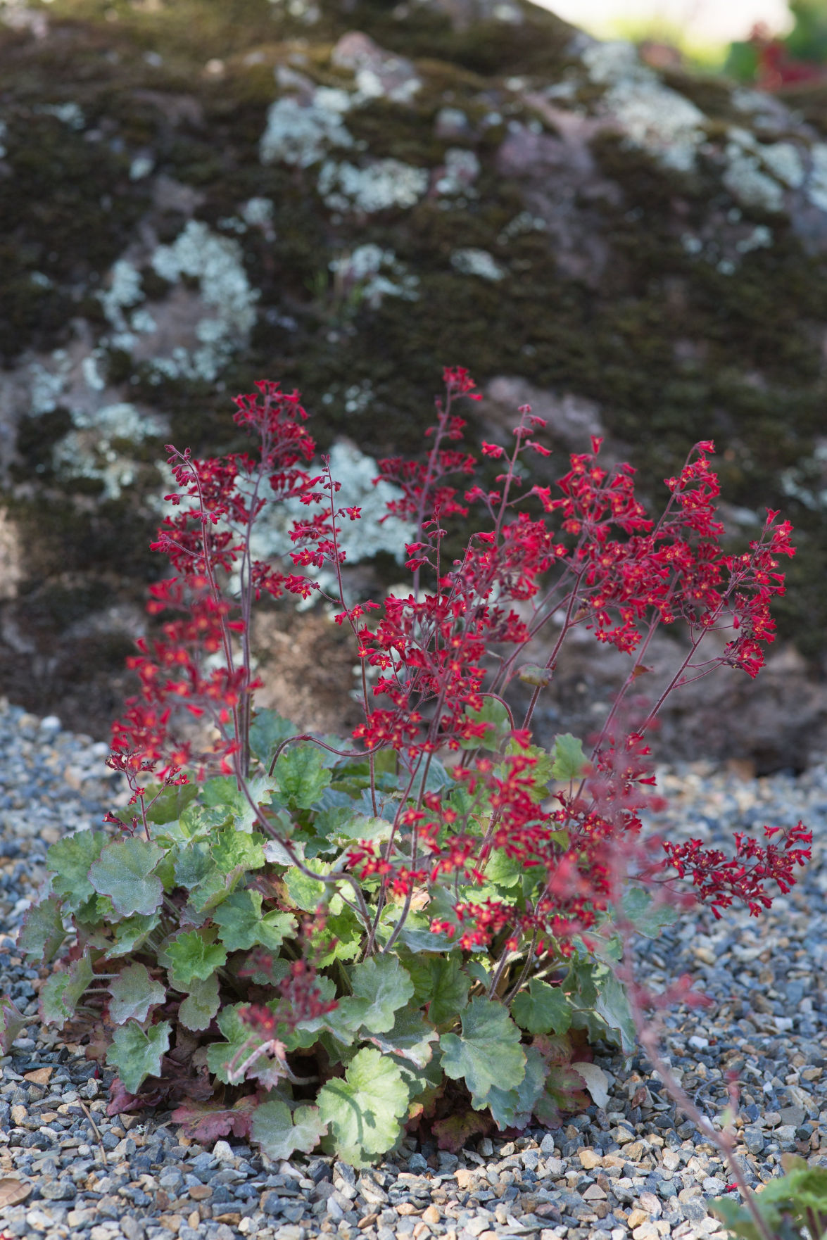 Surviving a firestorm with 'good landscaping and luck' | Home and ...