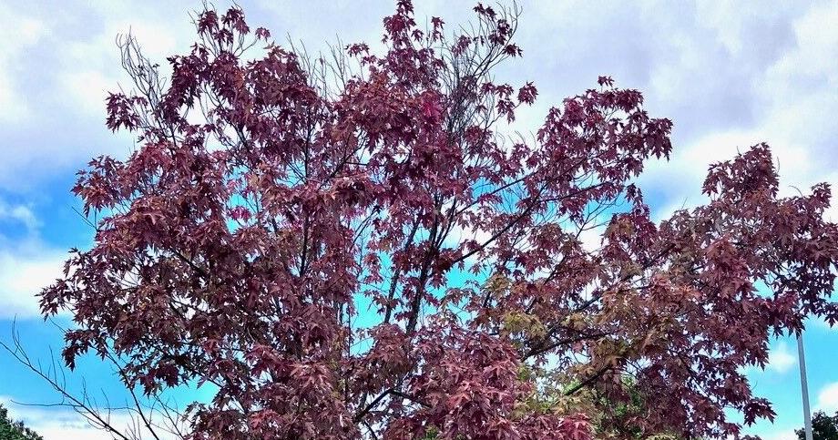 Stressed trees show early fall colors in the Napa Valley | Home ...