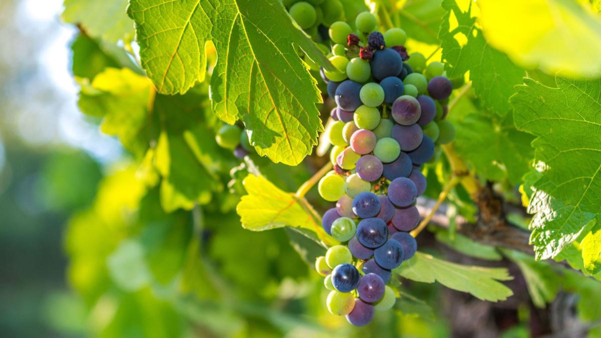 The changing of the grapes: Veraison underway in Napa Valley