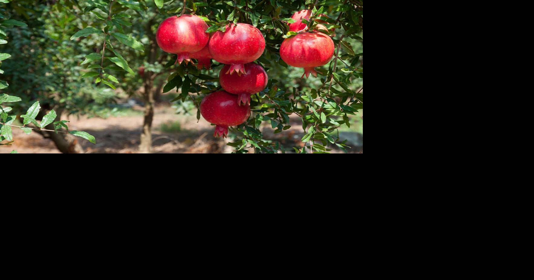 Napa County Master Gardeners: Planting fruit trees | Home & Gardening | napavalleyregister.com