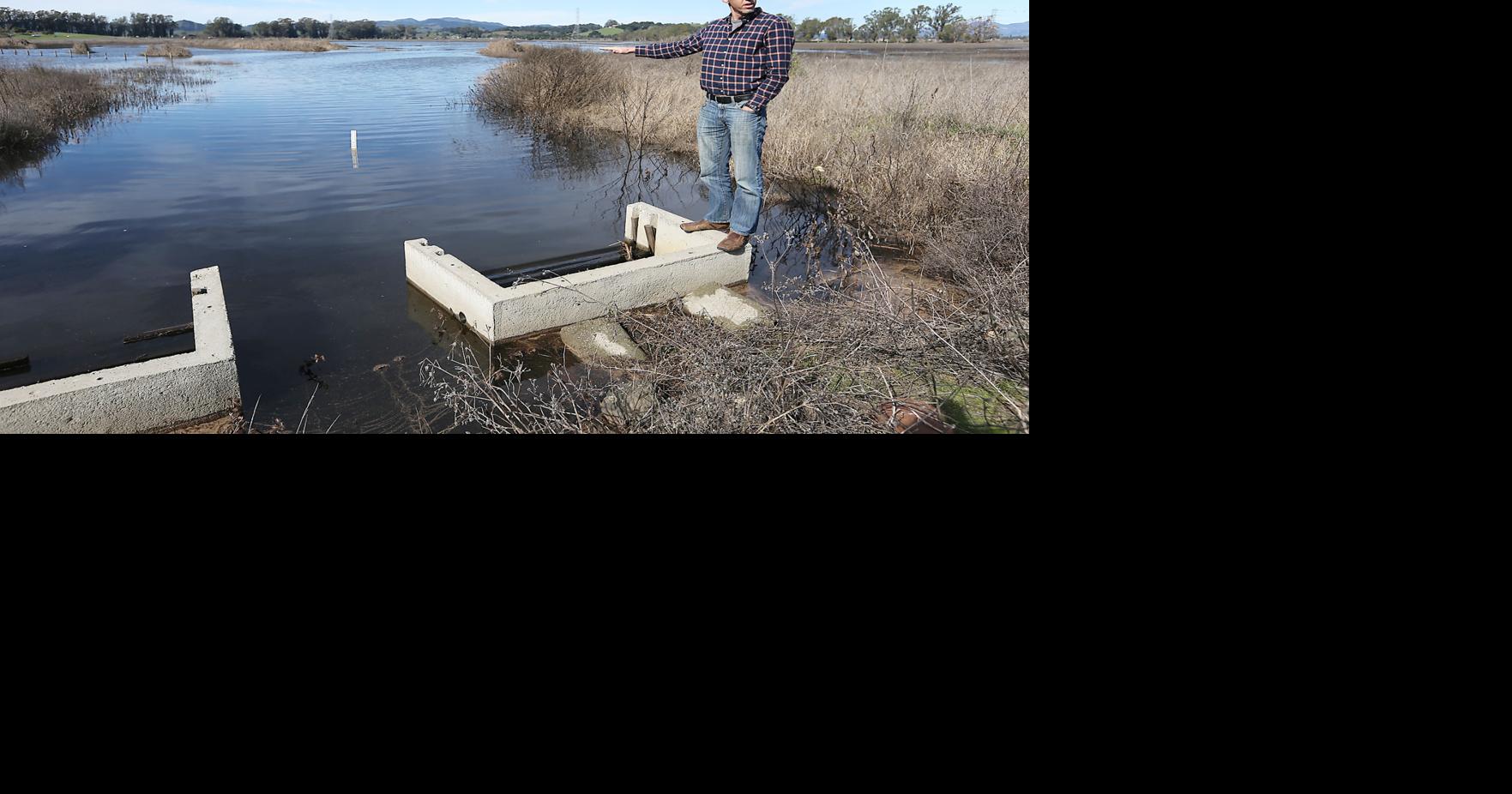 Napa flood control wetlands thriving after 15 years | News ...