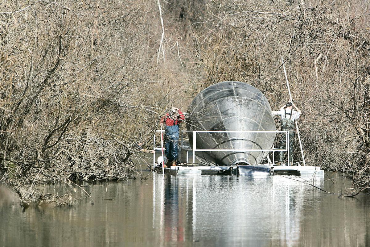 Napa fish monitoring shows mixed results for salmon, trout | Local News ...