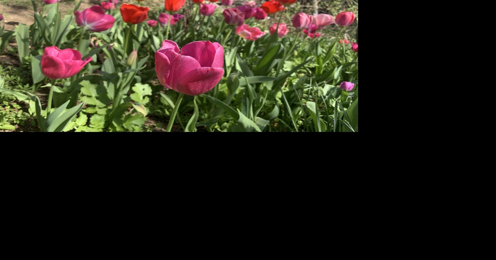 Photos: Colorful Rutherford tulip patch is a show stopper ...