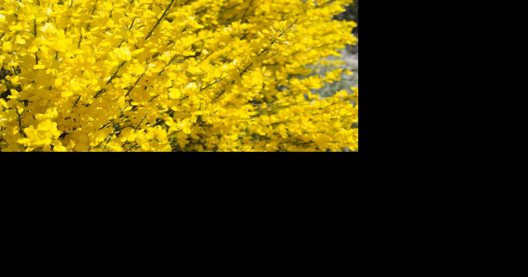 A French Broom smack-down | Home & Gardening | napavalleyregister.com