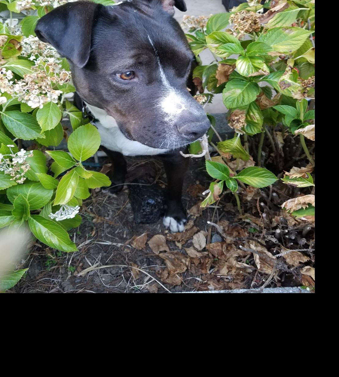 From Our Readers: Dogs of Napa County