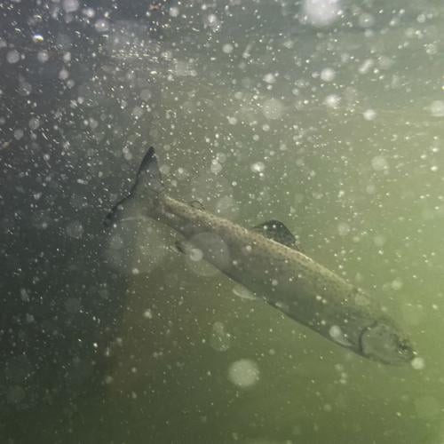 Napa River fish monitored using rotary screw trap | News ...