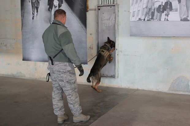 Bomb dogs to protect Napa Valley Marathon