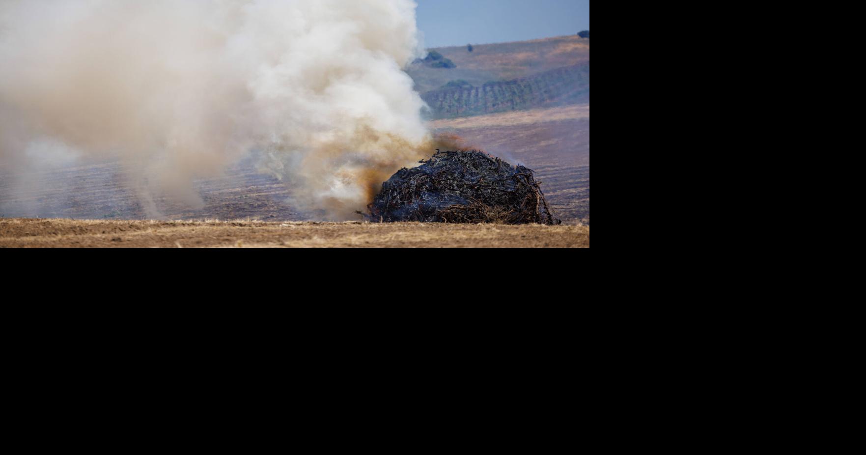 Vine Burn