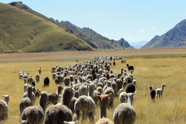 Alpaca: Luxurious, versatile textile makes wine country debut