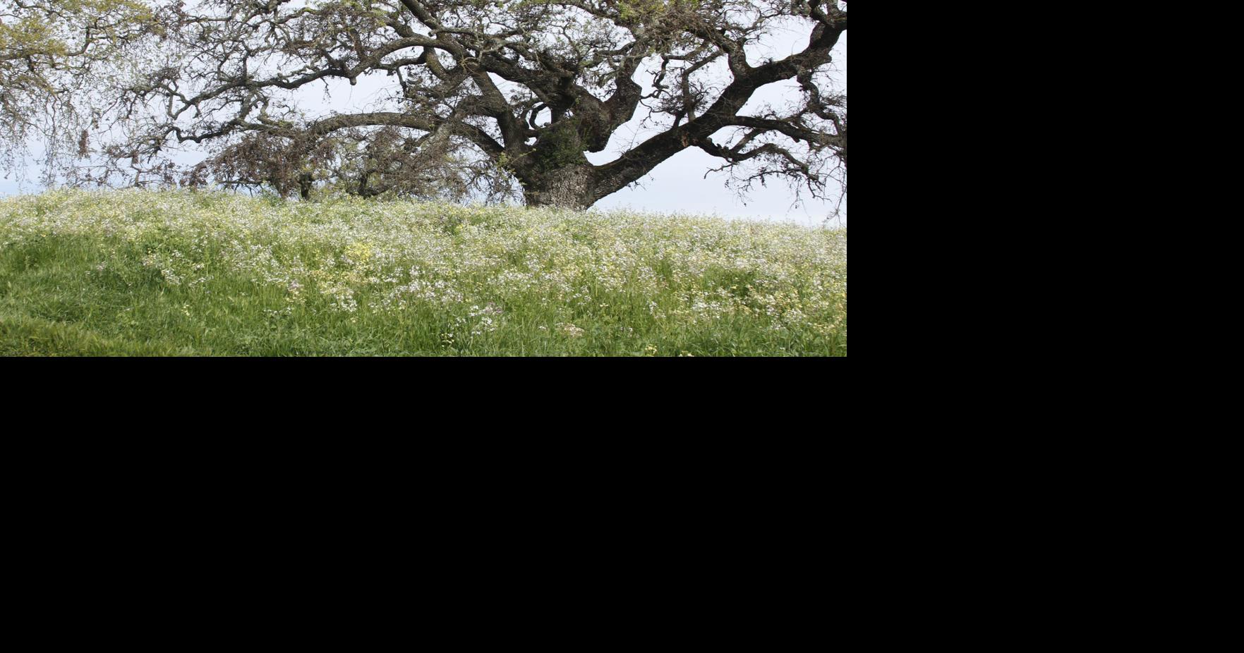 Photos: A day at Napa's Alston Park | News | napavalleyregister.com