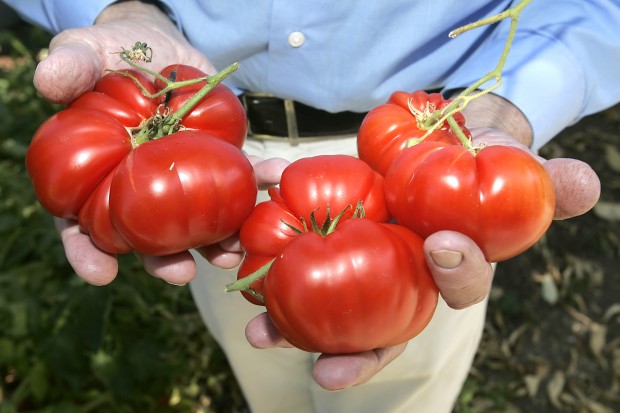 Napa's tomato man