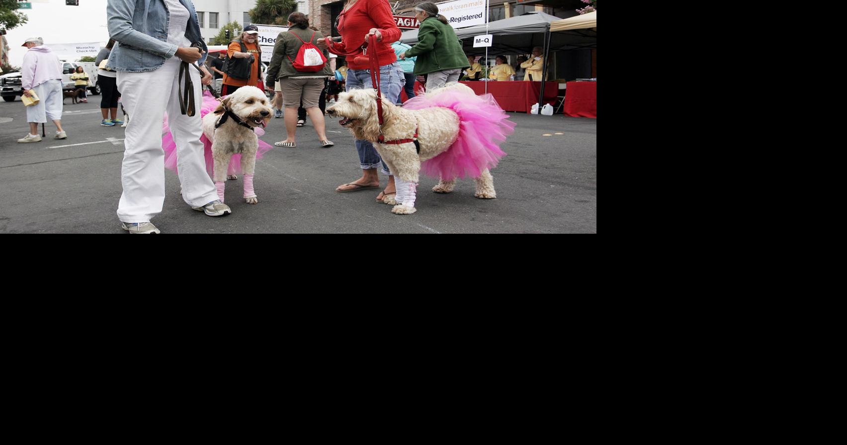 Hundreds celebrate pet-owner bonds at Napa Walk for Animals