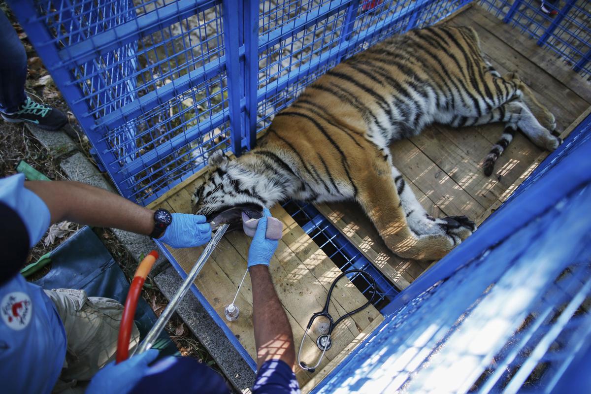 Photos: Charity comes to the rescue for zoo animals trapped in Syria ...