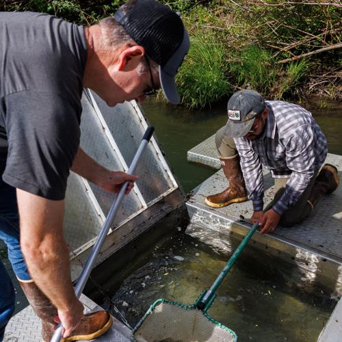 Napa River fish monitored using rotary screw trap | News ...