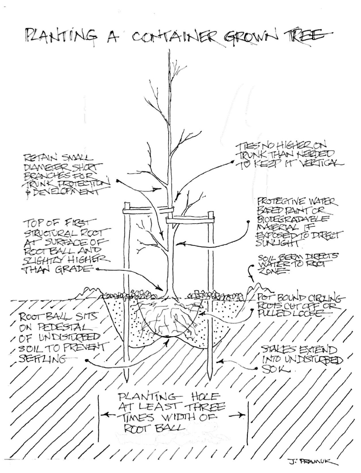 Critical steps for successful tree planting | Home & Gardening ...