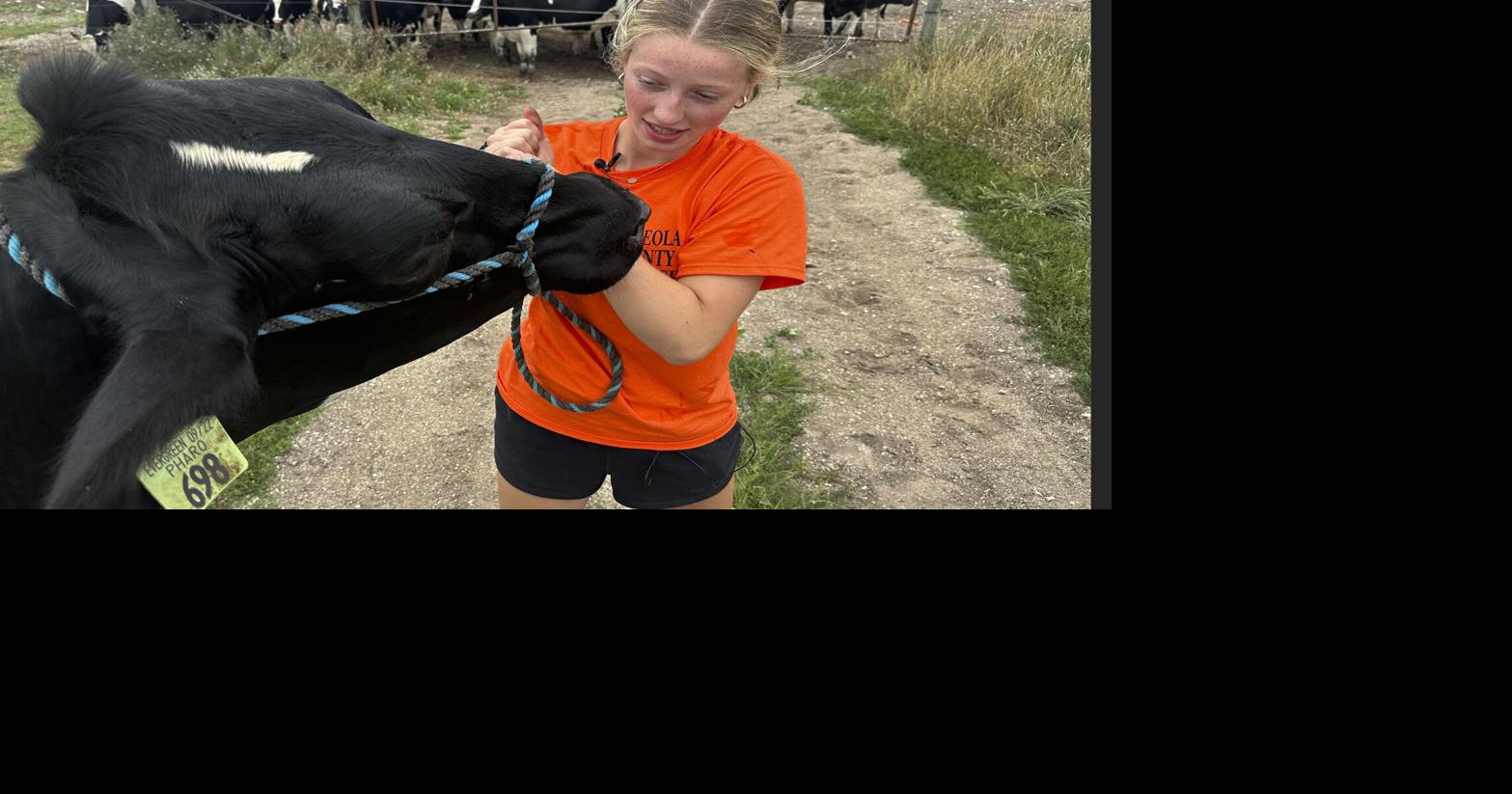 cow fodder crossword clue