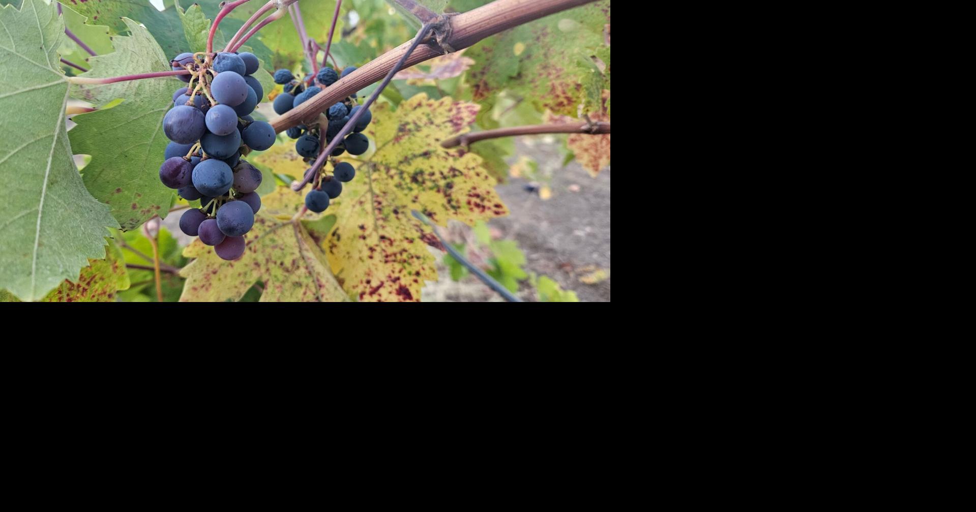Lives of the Vines