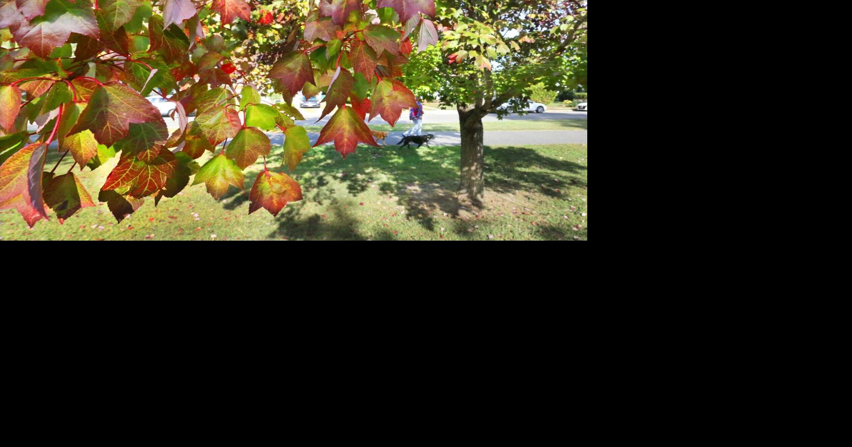Napa County Master Gardeners: Why leaves fall off trees | Home ...