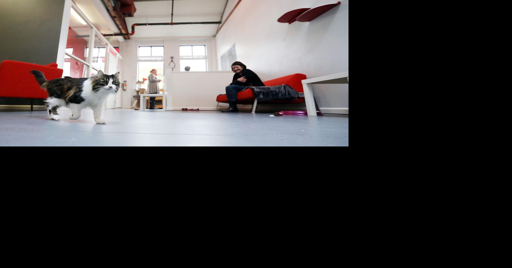 Ella’s CatHouse & Catnip Bar takes over Napa storefront | Business ...