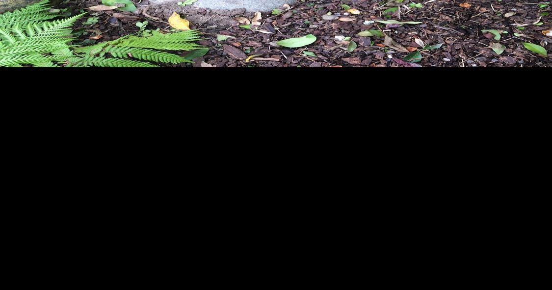 Circling roots and leaning trees | Bill Pramuk | napavalleyregister.com