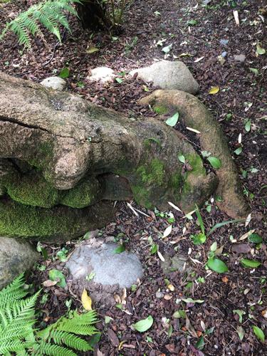 Circling roots and leaning trees