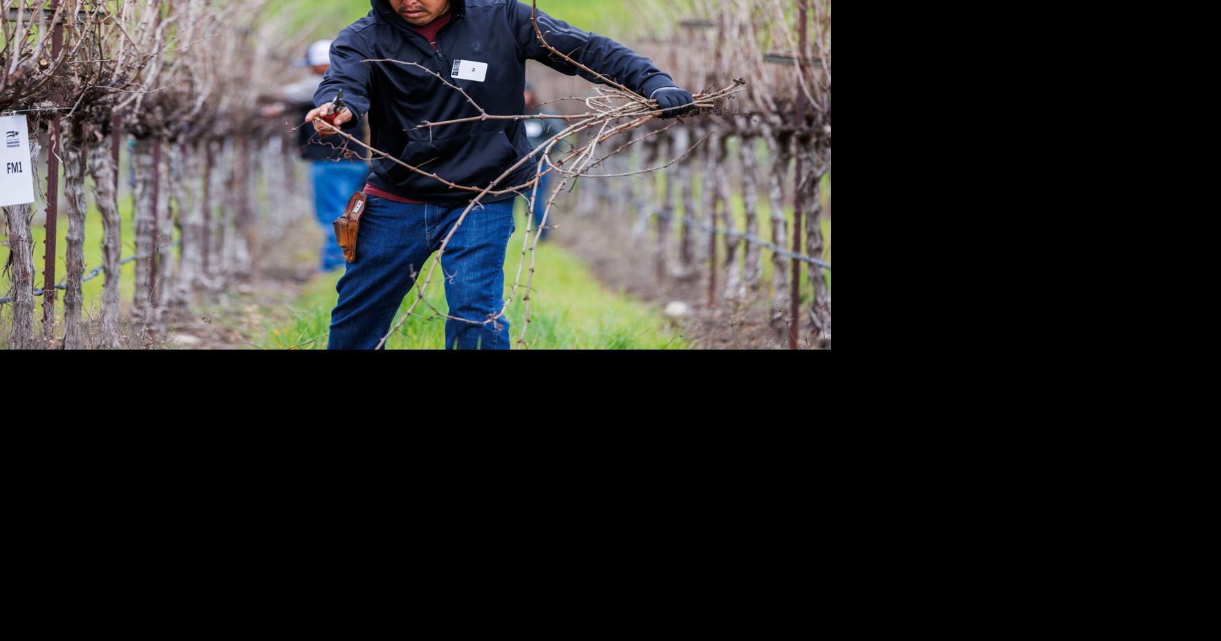 Pruning competition 24