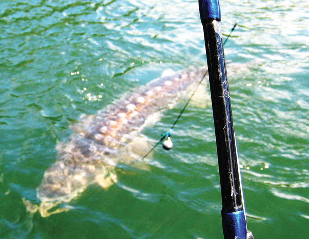 The monster sturgeon of Oregon