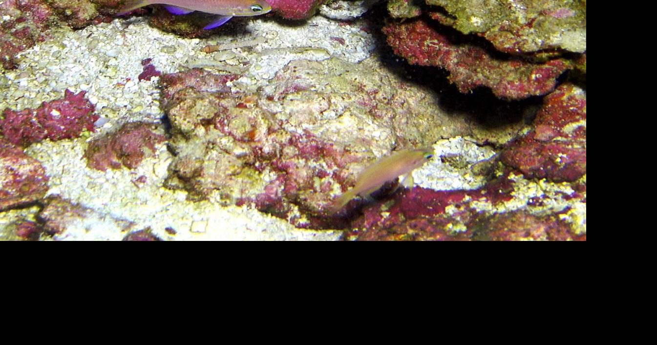 Scientists name new fish species after Obama